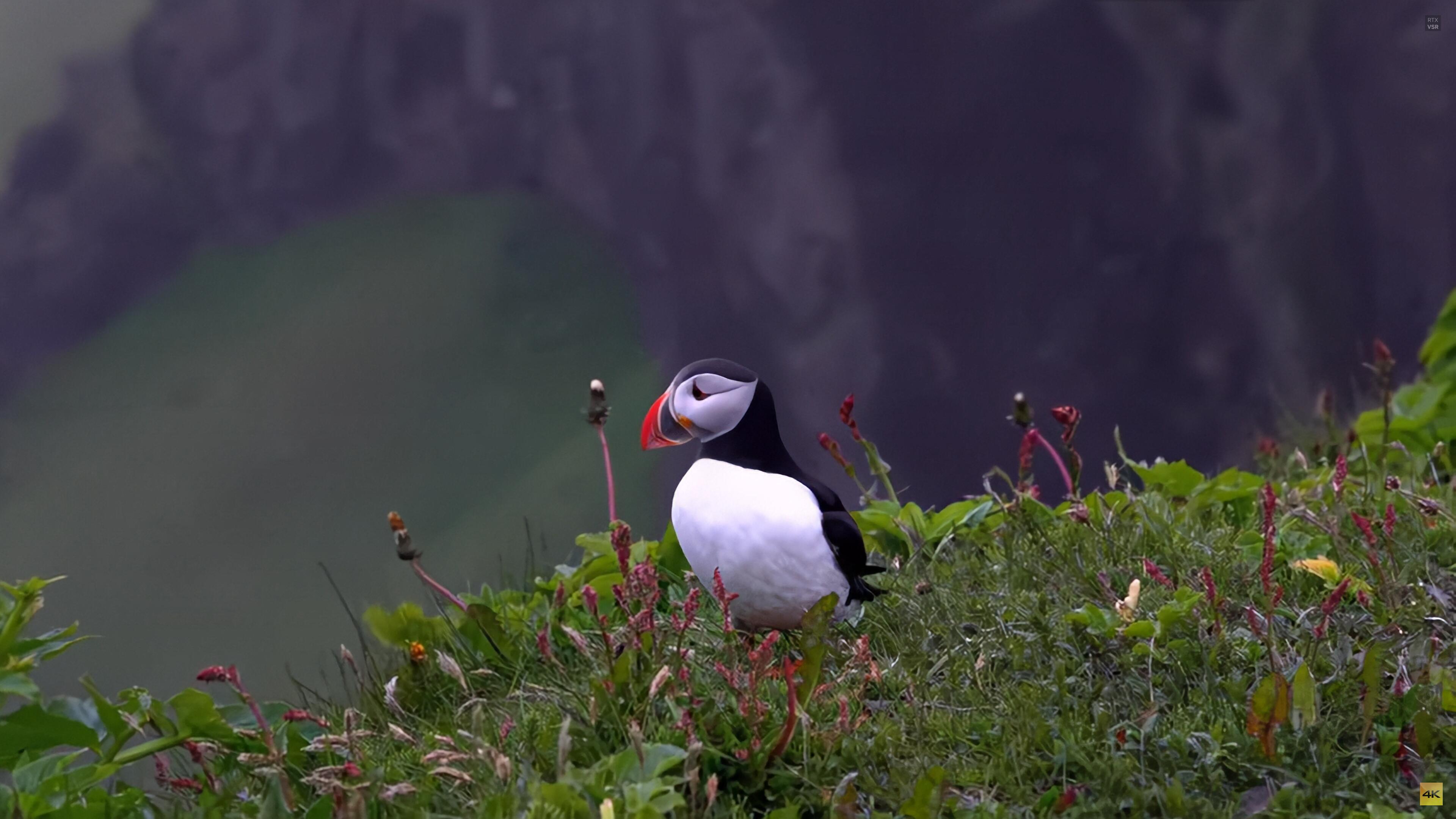 Nvidia显卡开启RTX VSR视频超分和RTX HDR | Coffin Blog