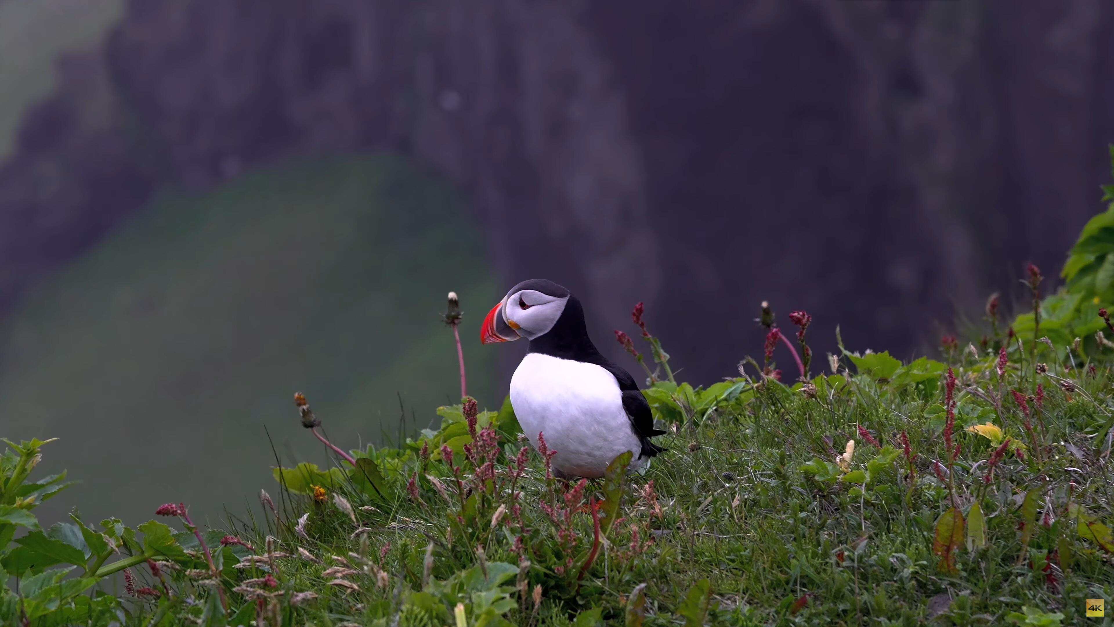 Nvidia显卡开启RTX VSR视频超分和RTX HDR | Coffin Blog